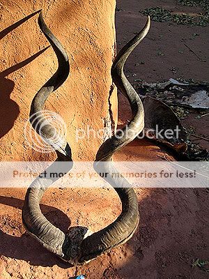 66" Koedoe Horing! - JARACAL