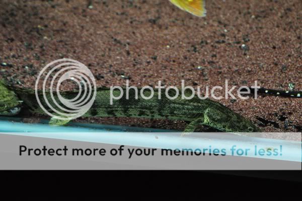 endli and lap varients with pics :) | MonsterFishKeepers.com