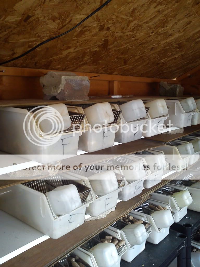 SE England - Mouse breeding setup | Reptile Forums