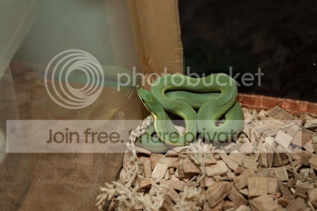 E Midlands - Baron's Racer/ Argentene Long Nose Racer (Philodryas ...