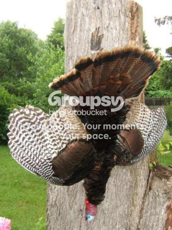 Turkey Mounts....... | The HuntingPA.com Outdoor Community