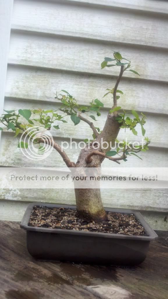 invasive weed = great bonsai material! | Bonsai Nut