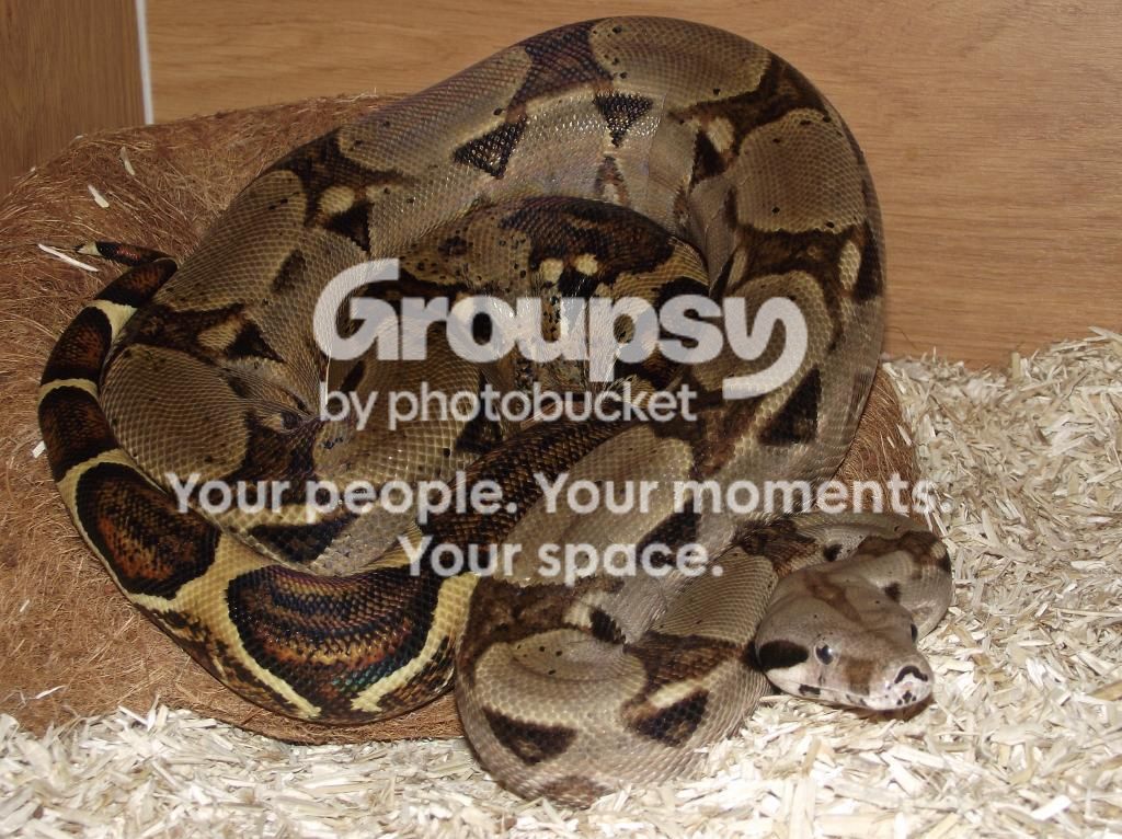 Saggy skin on baby Boa Constrictors, simple dehydration or worse ...