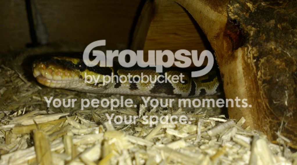 snake shaming!! | Page 2 | Reptile Forums