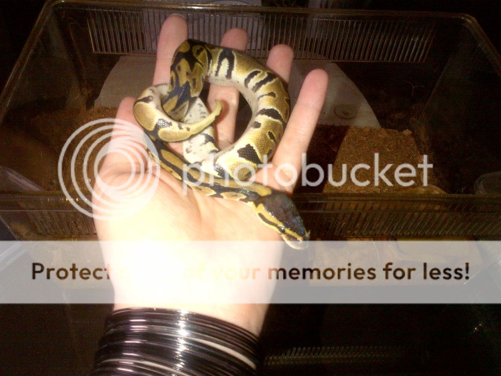 Captive Farmed Snakes? | Reptile Forums