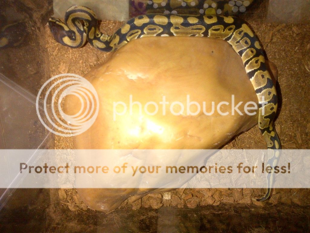 Captive Farmed Snakes? | Reptile Forums