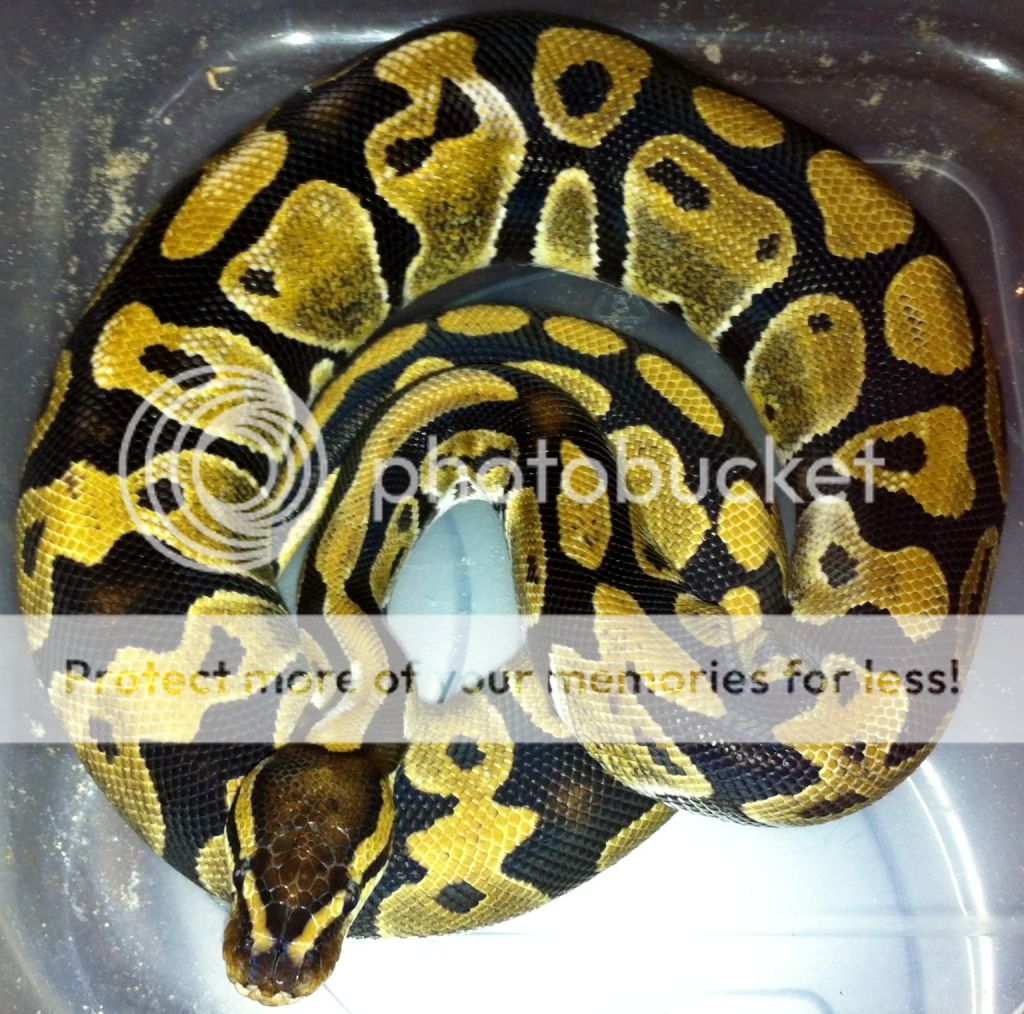 Royal Python colour change | Reptile Forums
