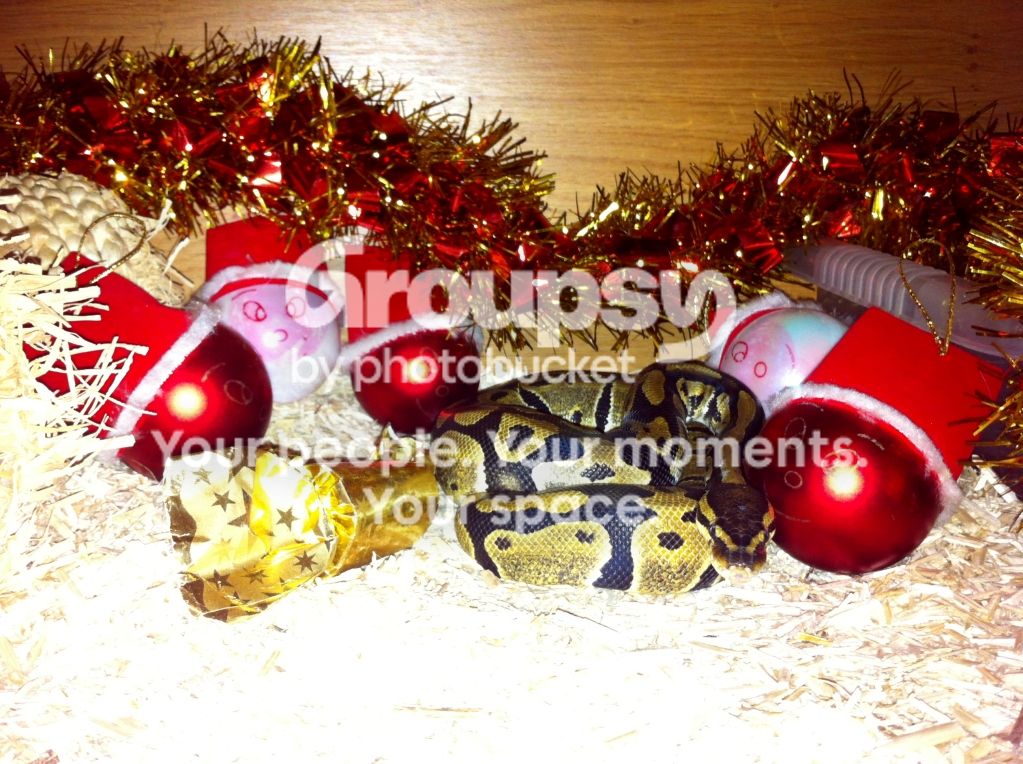 RFUK Official Christmas Competition! | Reptile Forums